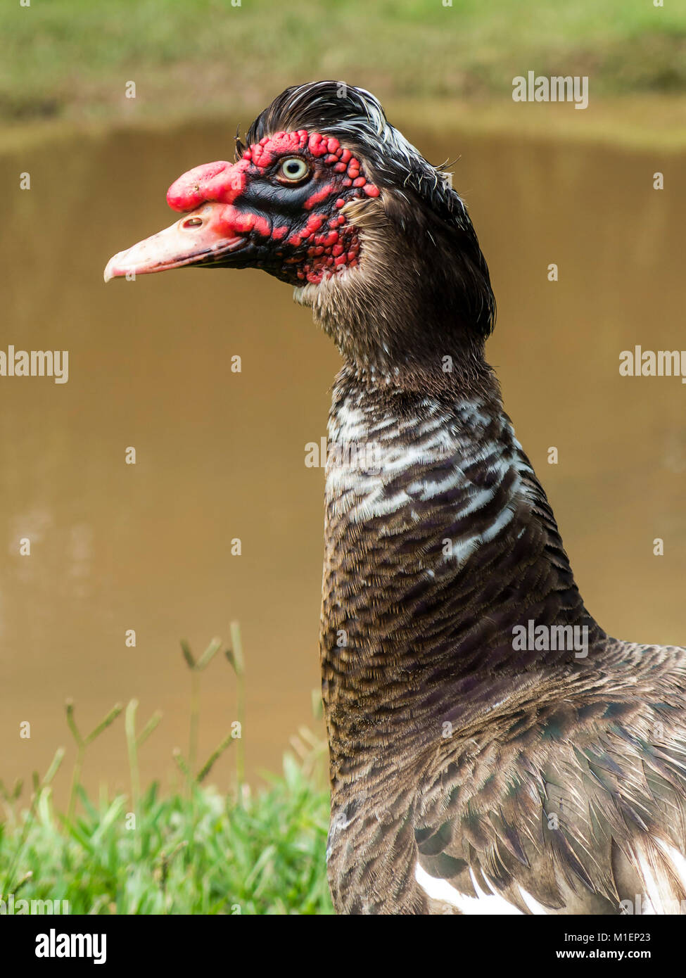 muscovy duck portrait head detail Stock Photo - Alamy