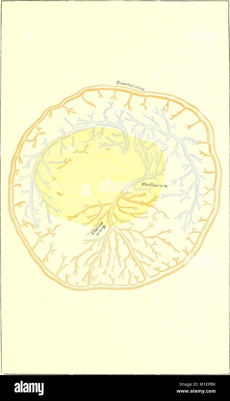 This 1907 textbook on embryology provides a thorough overview of human ...