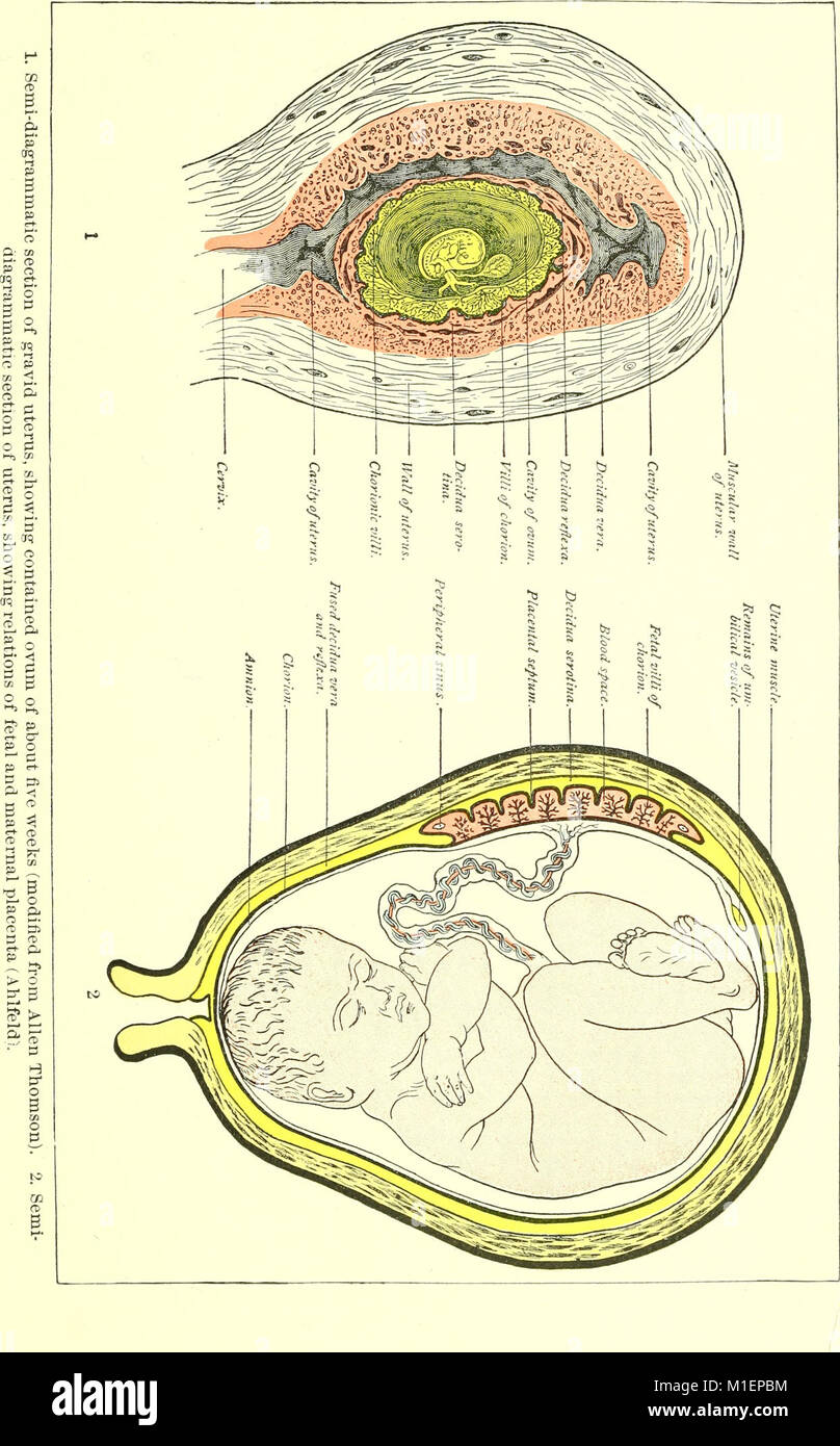 This 1907 textbook on embryology is designed for medical students ...