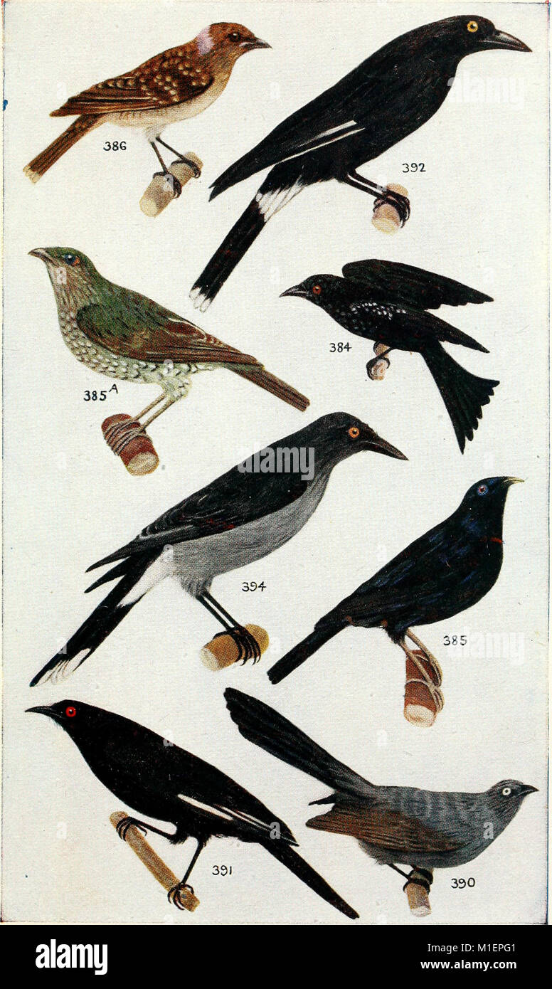 Published in 1911, this pocket-sized field guide offers concise ...