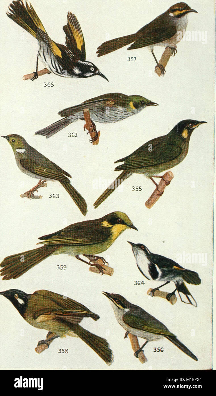 'An Australian Bird Book' (1911) is a portable guide for identifying ...