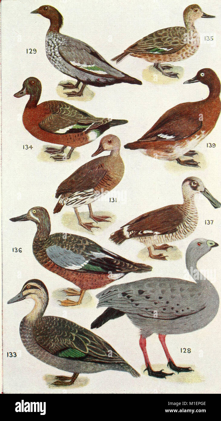 This 1911 field guide to Australian birds provides practical ...
