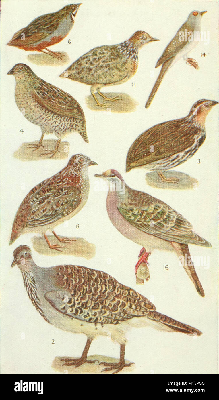 This pocket guide, published in 1911, provides descriptions and ...