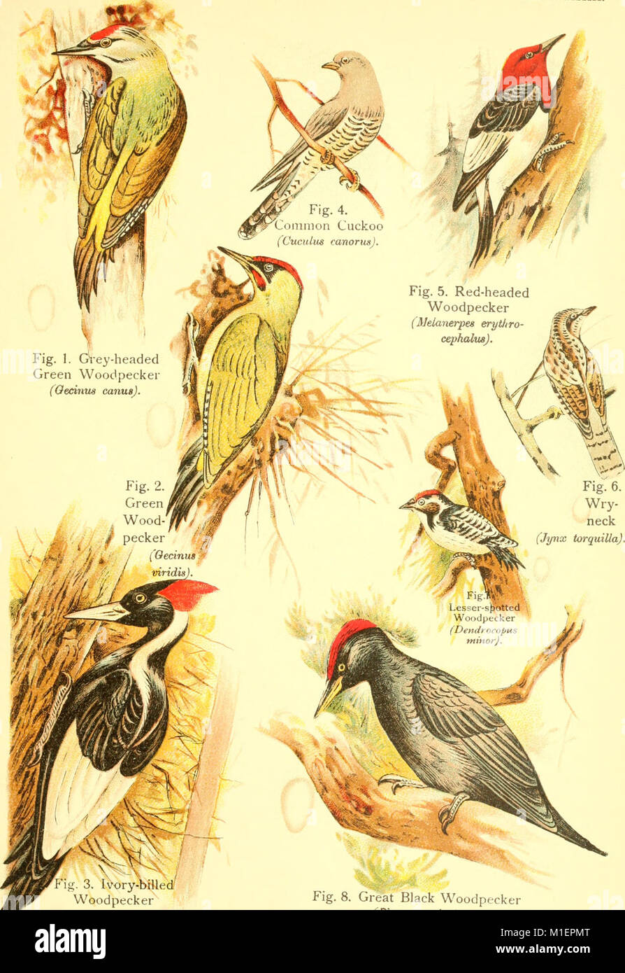 This 1908 book provides detailed descriptions of various bird species ...