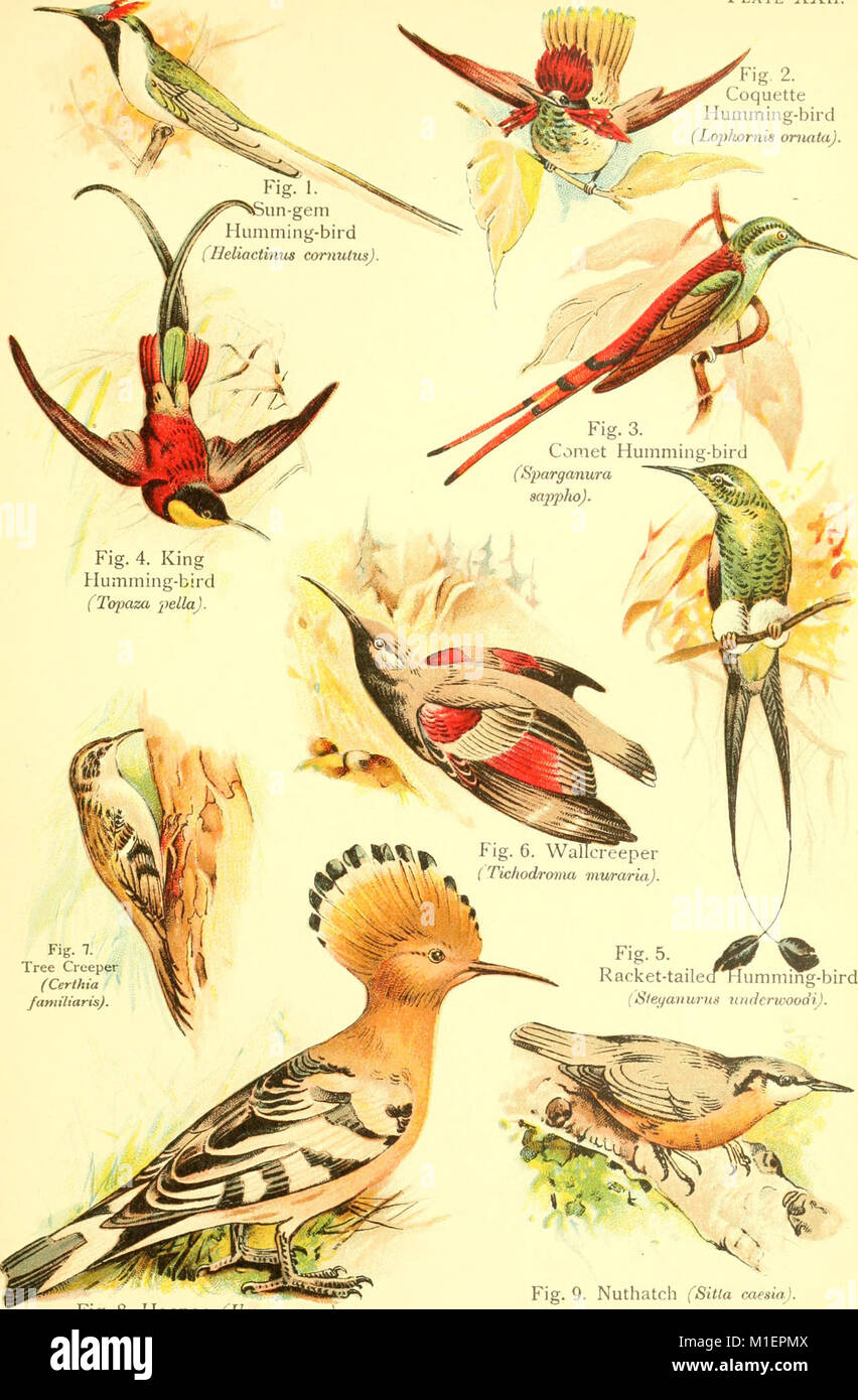 Published in 1908, 'A Book of Birds' provides descriptions of various ...