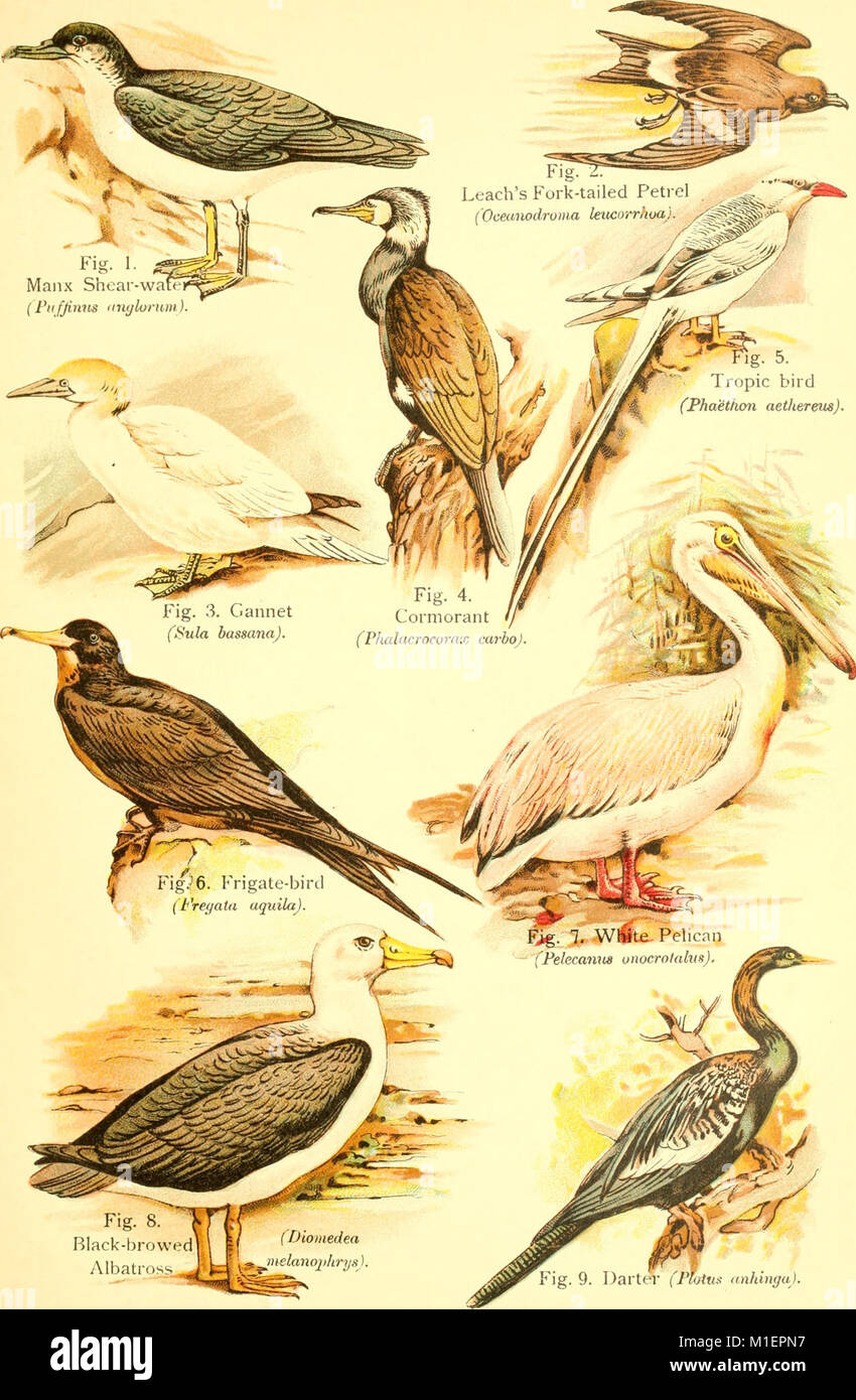 'A Book of Birds' (1908) is a comprehensive guide to North American ...