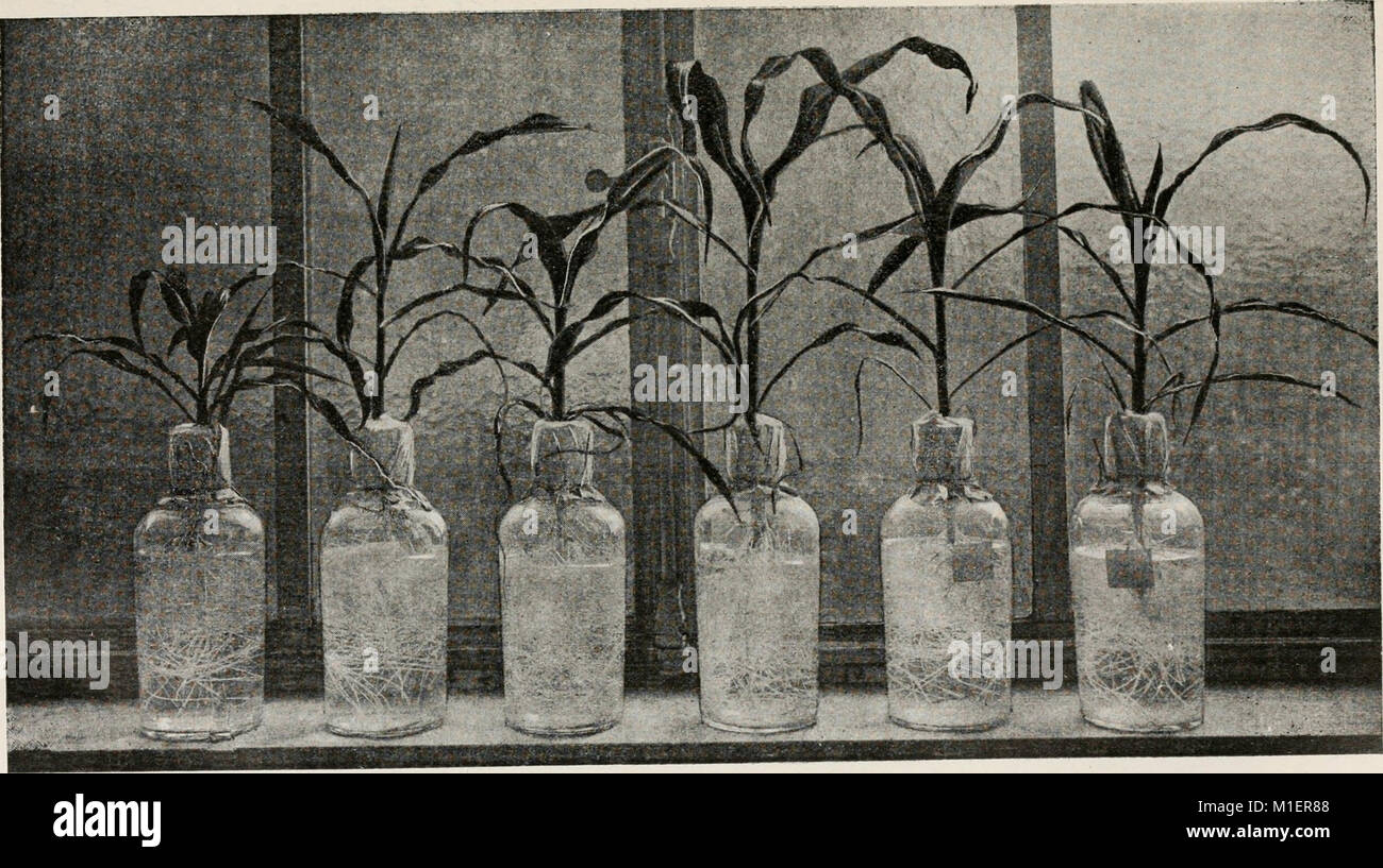 The 1919 edition of the 'Annales de l'Institut Pasteur' provides ...