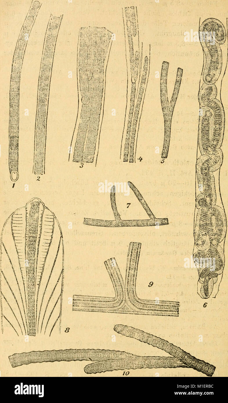 Detailed study of various types of marine algae hi-res stock ...