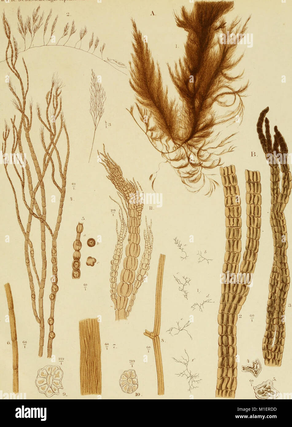 This botanical work from 1870 focuses on the algae species found in ...