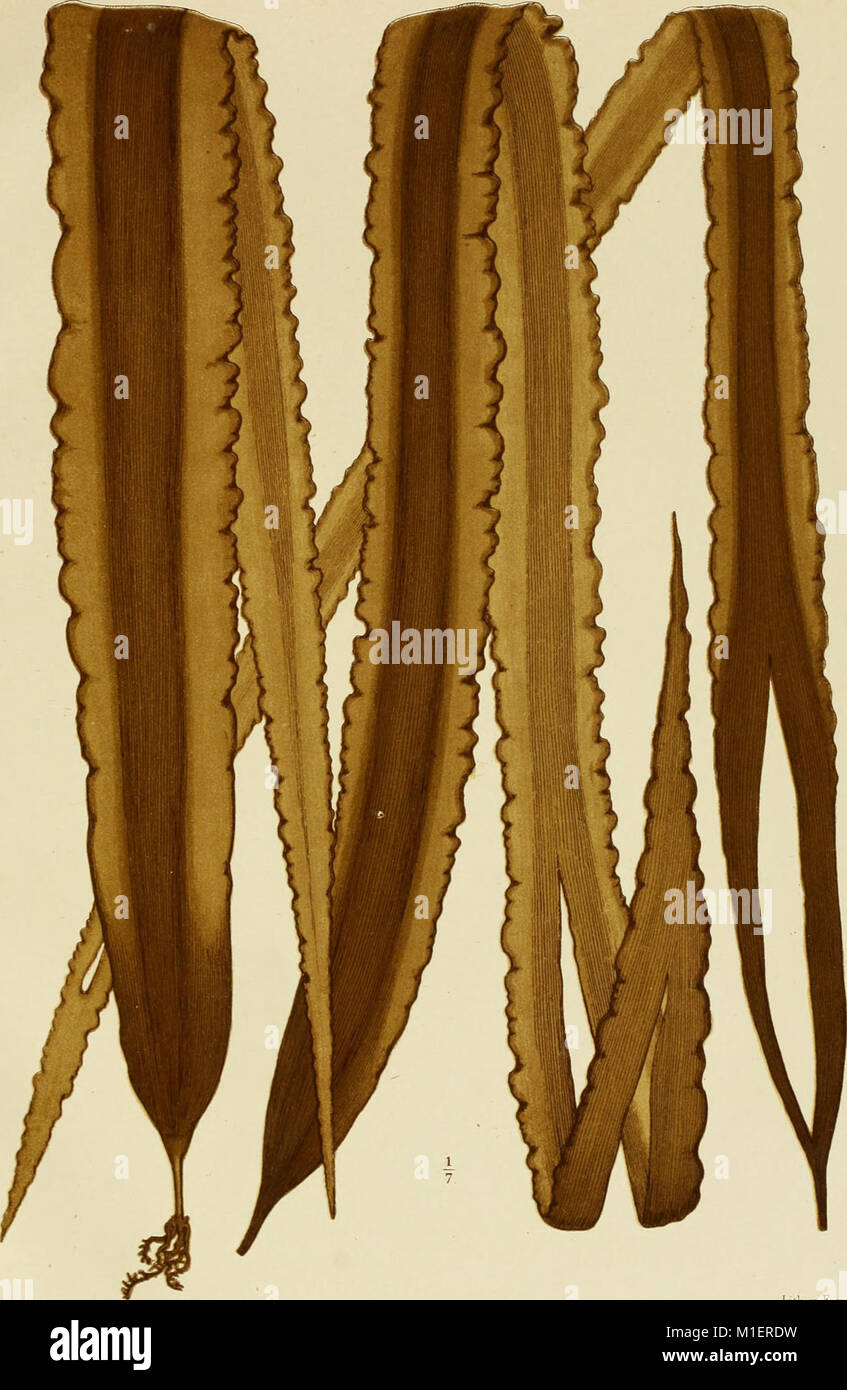This 1870 botanical work presents a study of Japanese algae, published ...