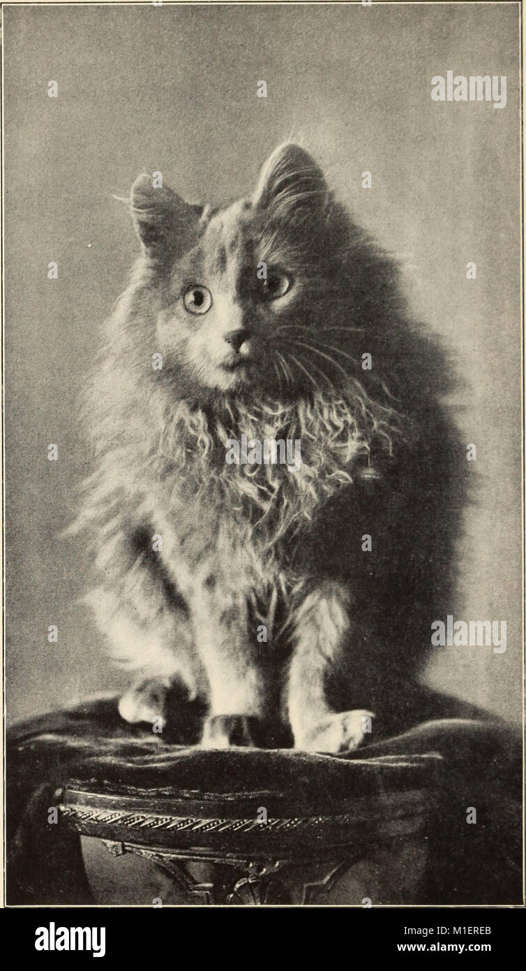 Alexander and some other cats (1929) (17762081370 Stock Photo - Alamy