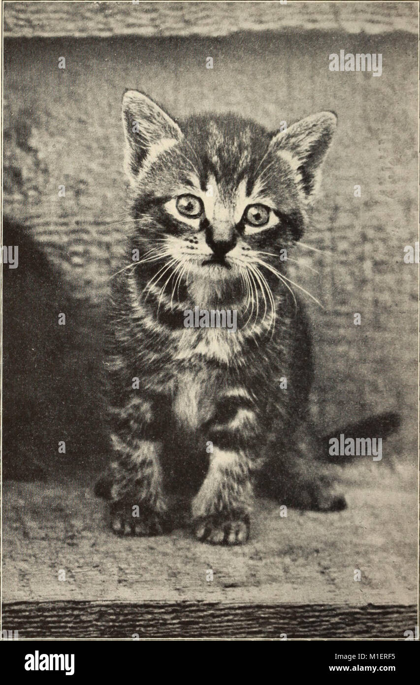 Alexander and some other cats (1929) (17949635565 Stock Photo - Alamy