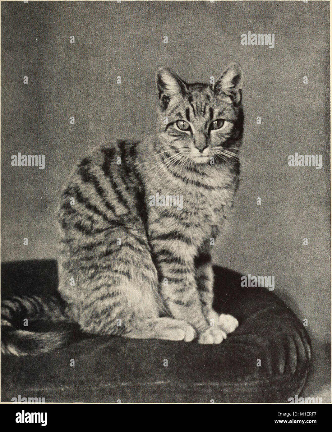 'Alexander and Some Other Cats' (1929) is a collection of stories and ...