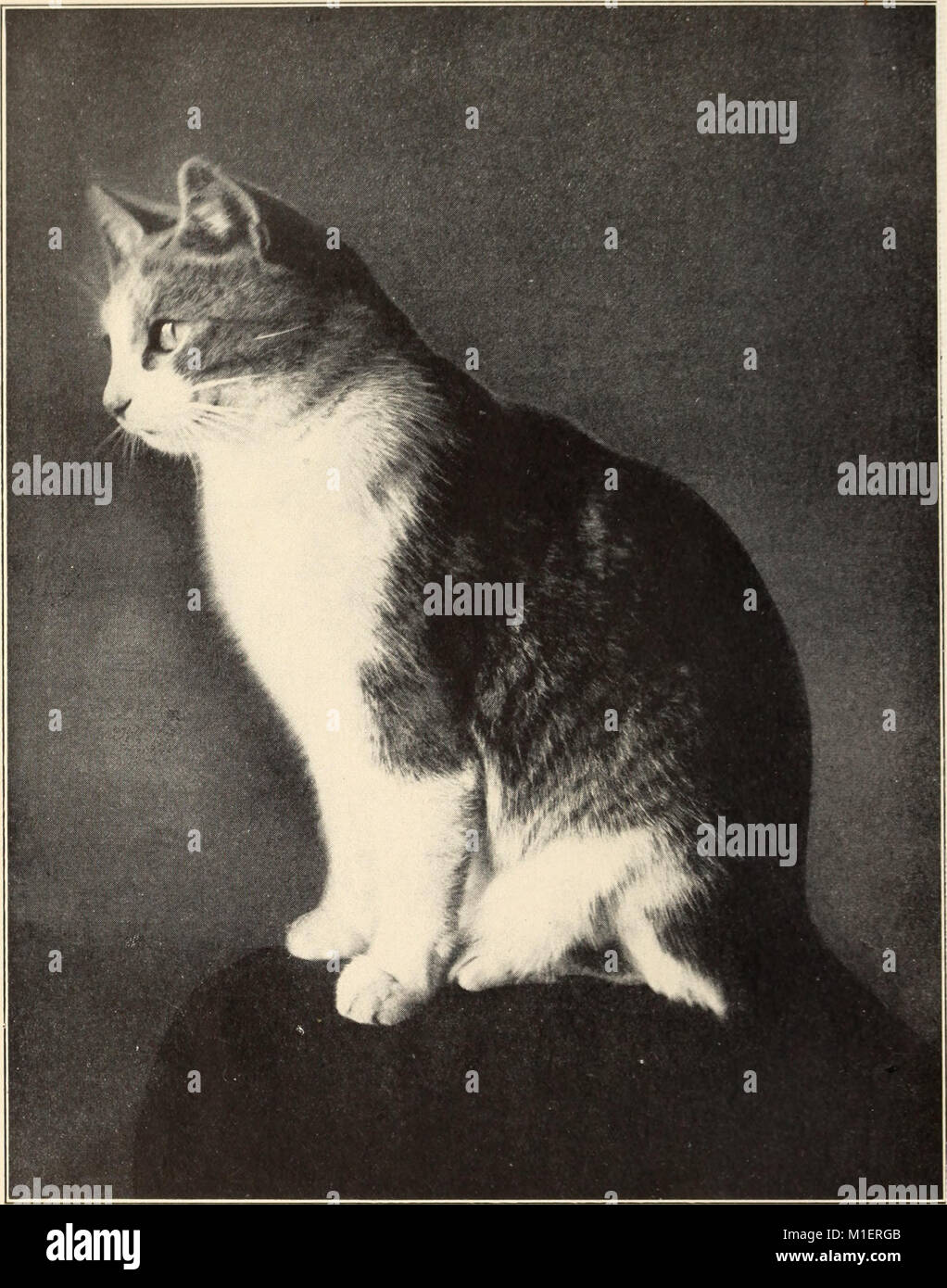 'Alexander and Some Other Cats' (1929) is a collection of stories about ...