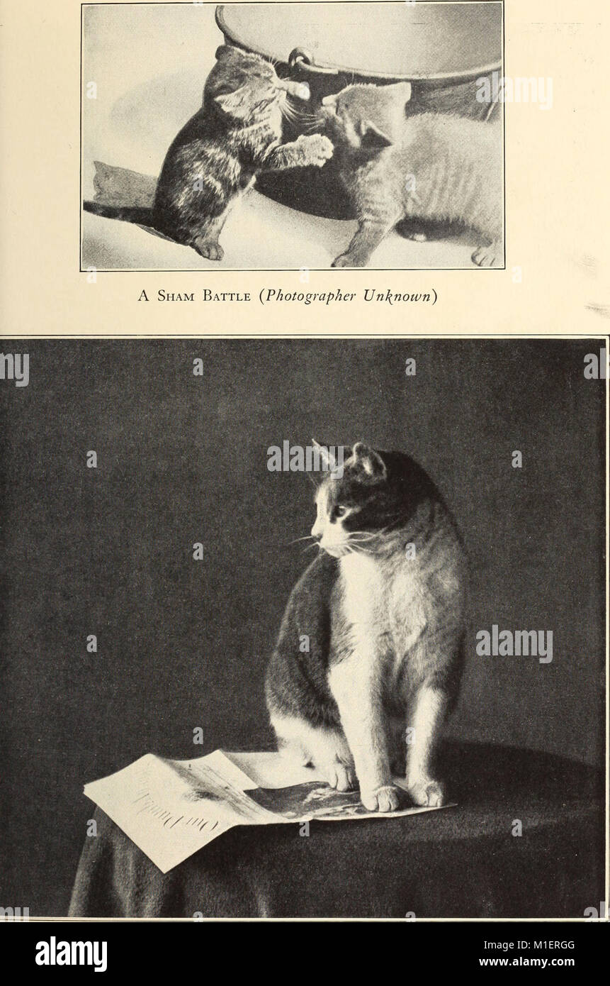 Alexander and some other cats (1929) (17950249201 Stock Photo - Alamy