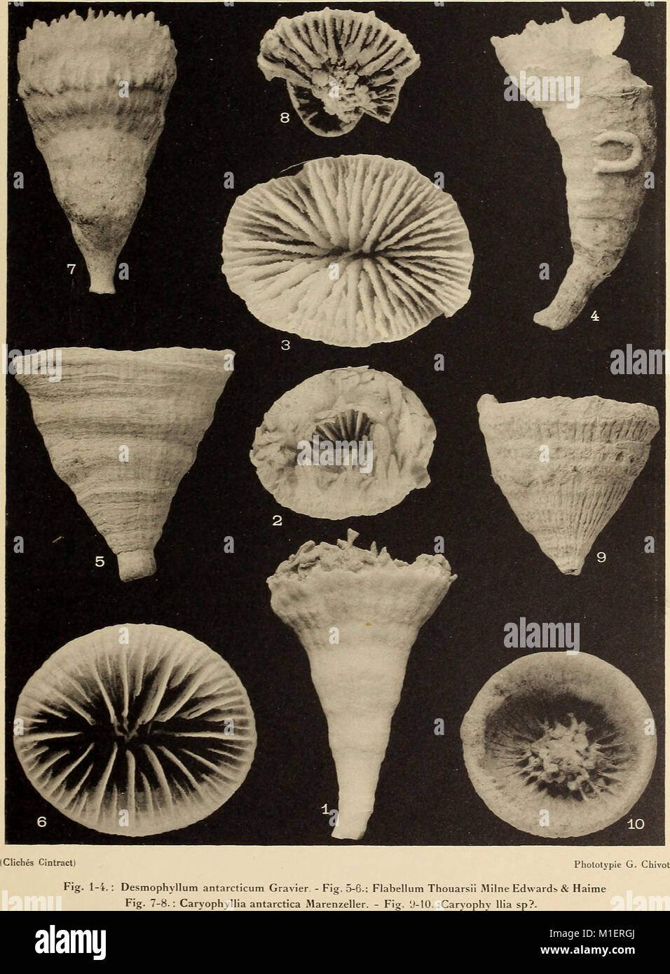 Alcyonaire (1914) is a comprehensive study on the Alcyonaria, a class ...