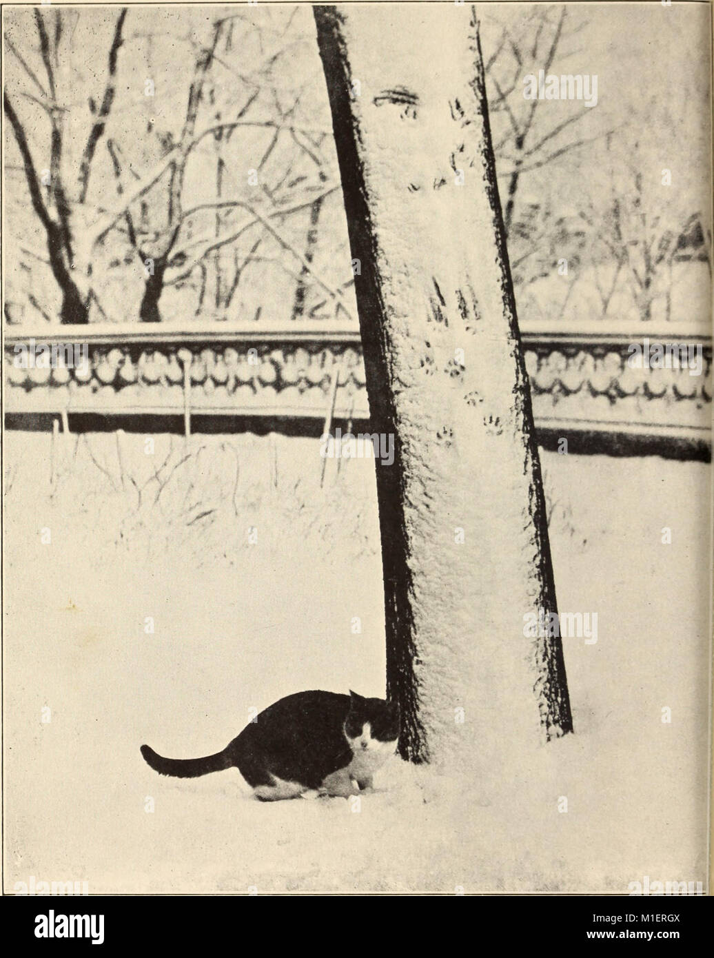 'Alexander and Some Other Cats' (1929) is a lighthearted narrative ...