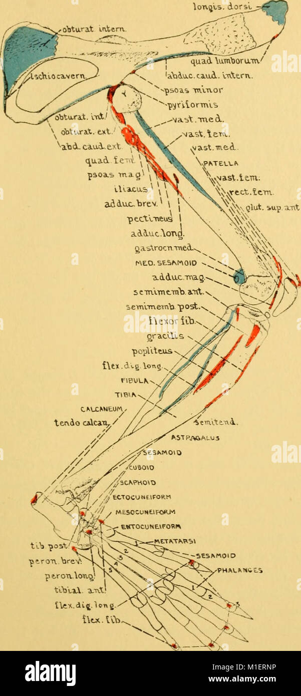 Published in 1926, this work focuses on the anatomy of the wood rat ...
