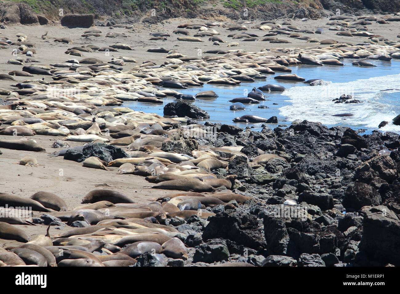 California, United States - Piedras Blancas elephant seal rookery near ...