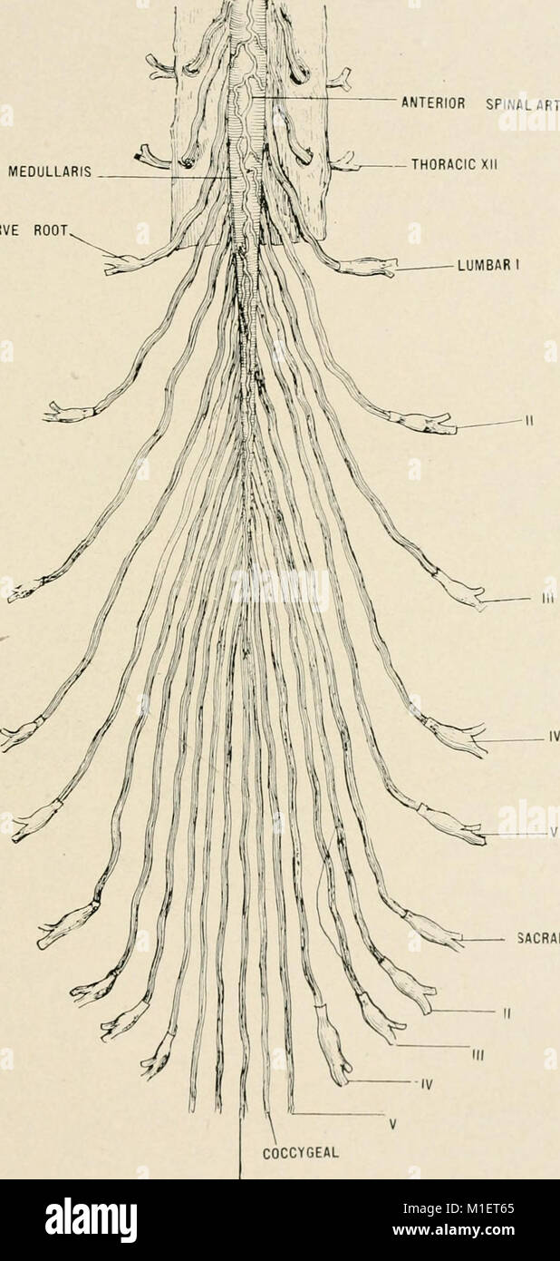This 1905 work explores human anatomy with a focus on its connection to ...