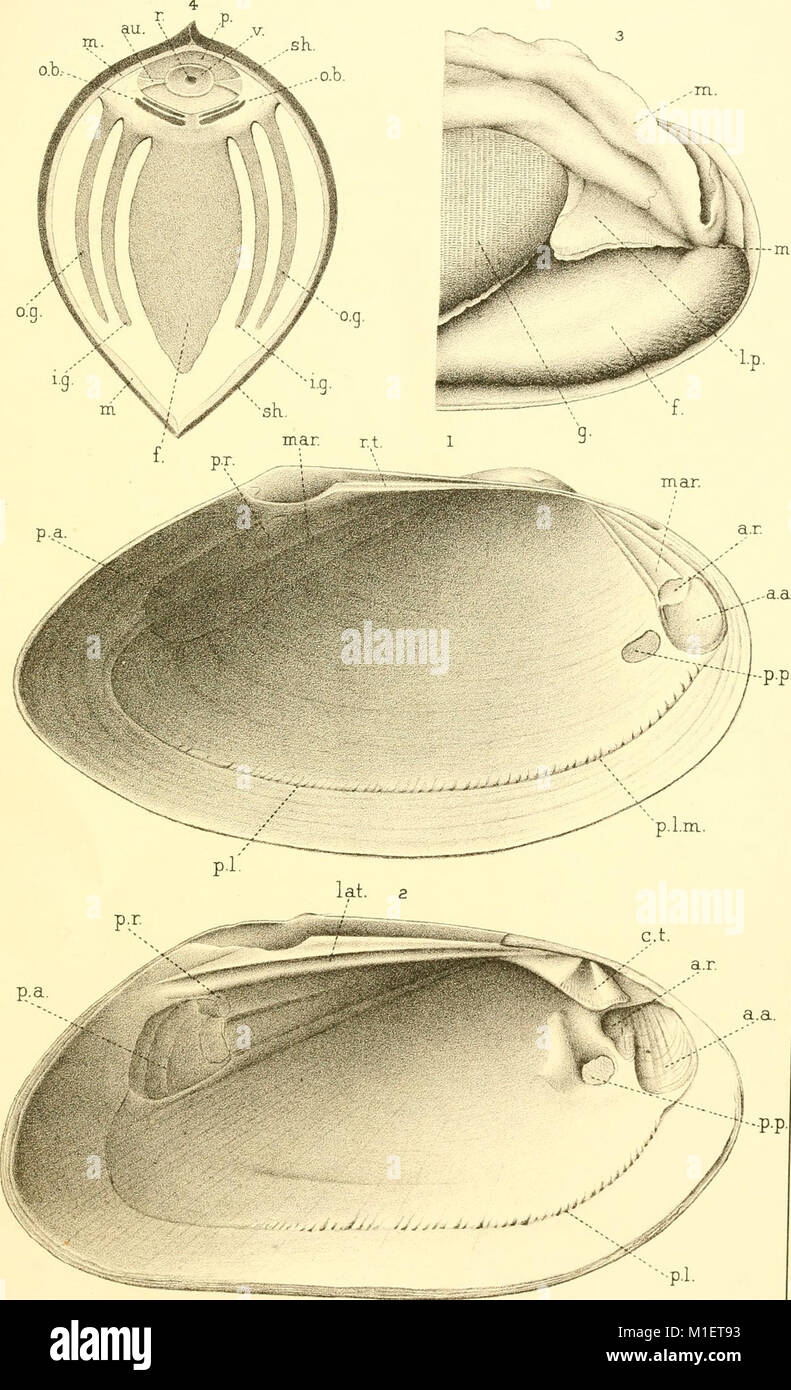 Anodonta fluviatilis hi-res stock photography and images - Alamy