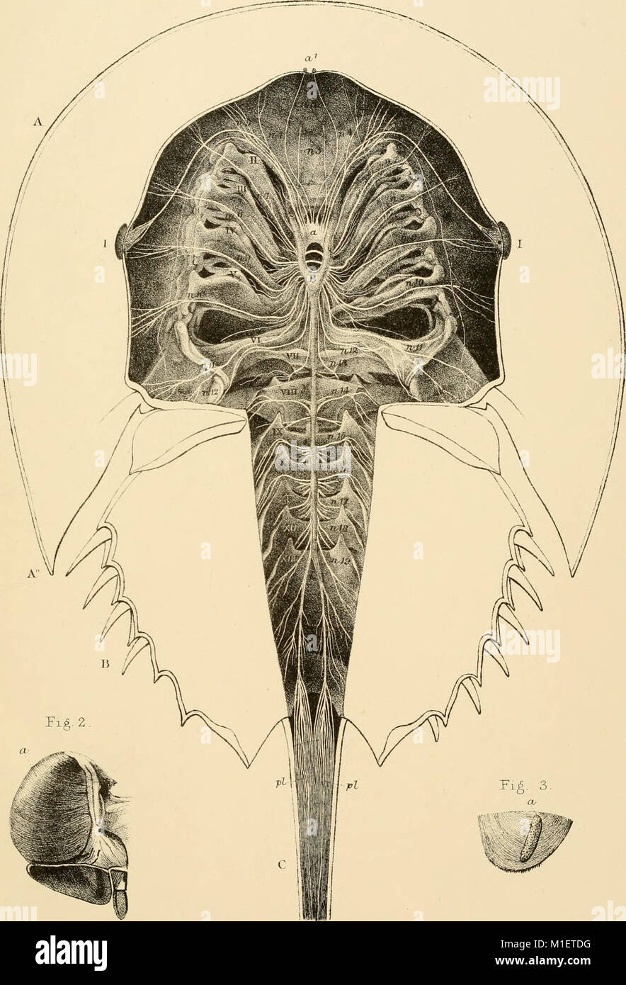 Limulus polyphemus anatomy hi-res stock photography and images - Alamy