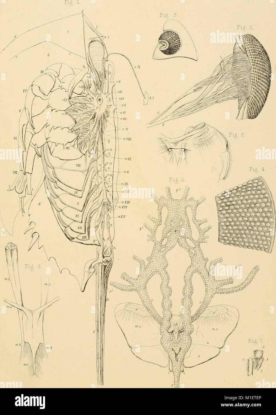 Limulus anatomy hi-res stock photography and images - Alamy