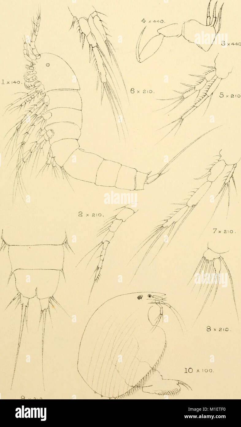 African invertebrates - a journal of biodiversity research (1909-1916 ...