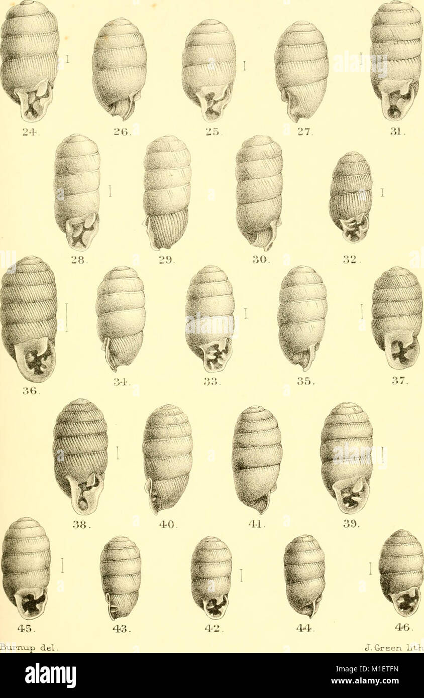 African invertebrates - a journal of biodiversity research (1914-1919 ...