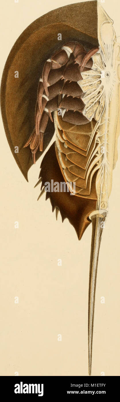 Limulus anatomy hi-res stock photography and images - Alamy