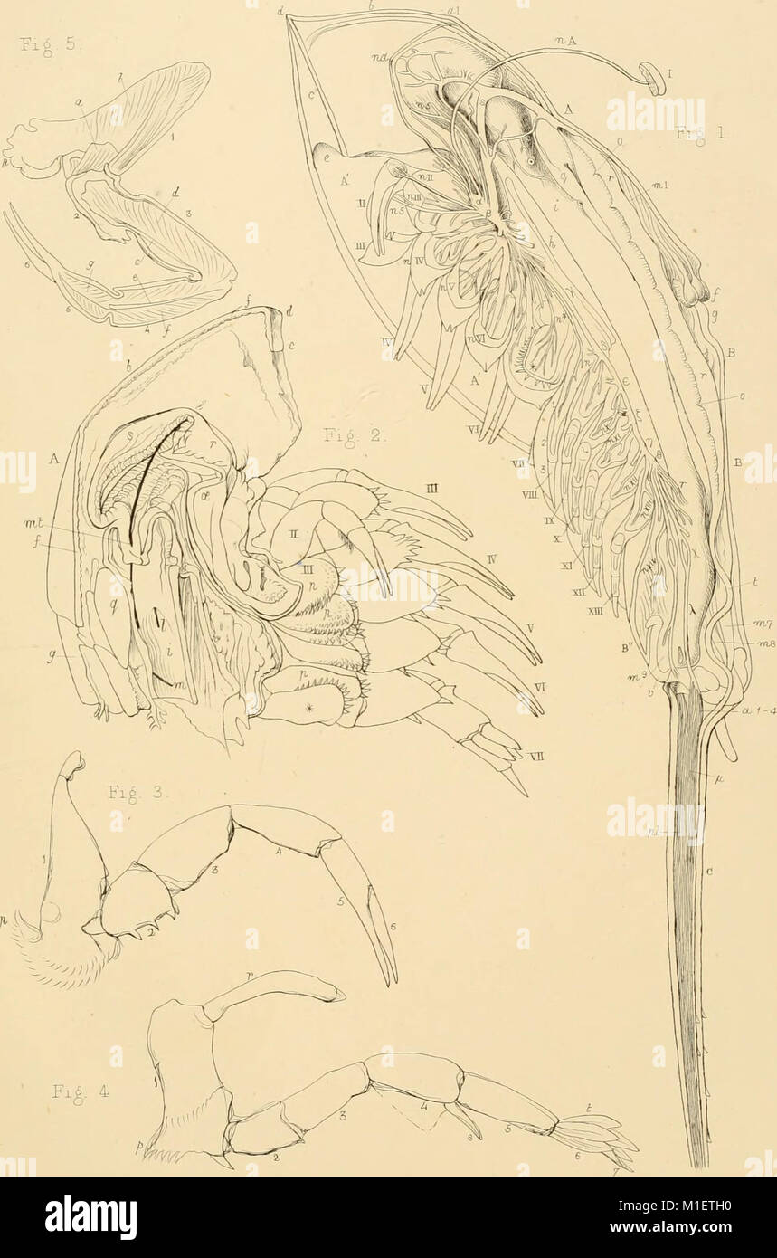This study from 1873 focuses on the anatomy of the king crab, Limulus ...