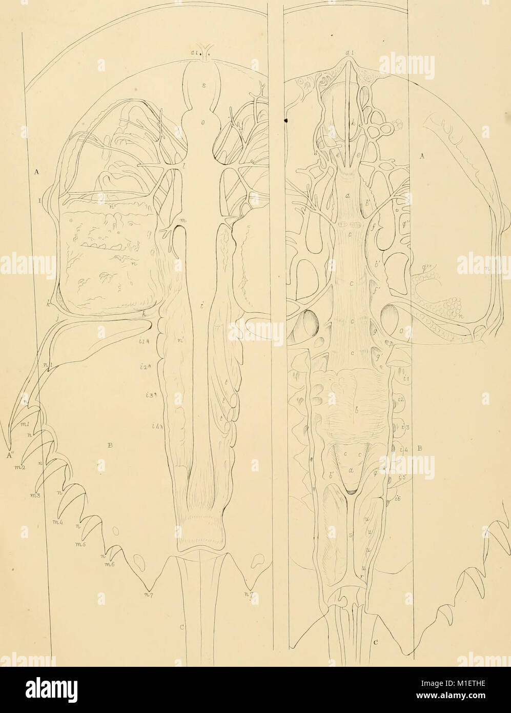 Limulus anatomy hi-res stock photography and images - Alamy