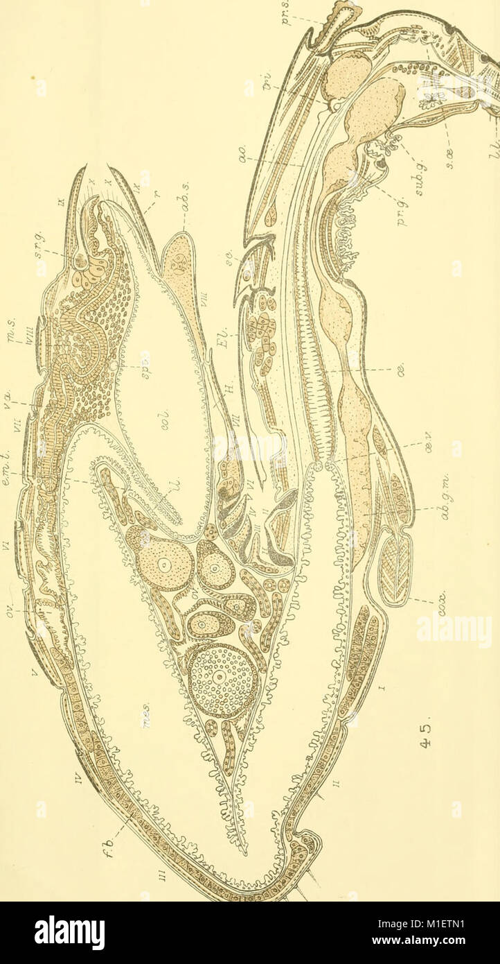 African invertebrates - a journal of biodiversity research (1919-1924 ...
