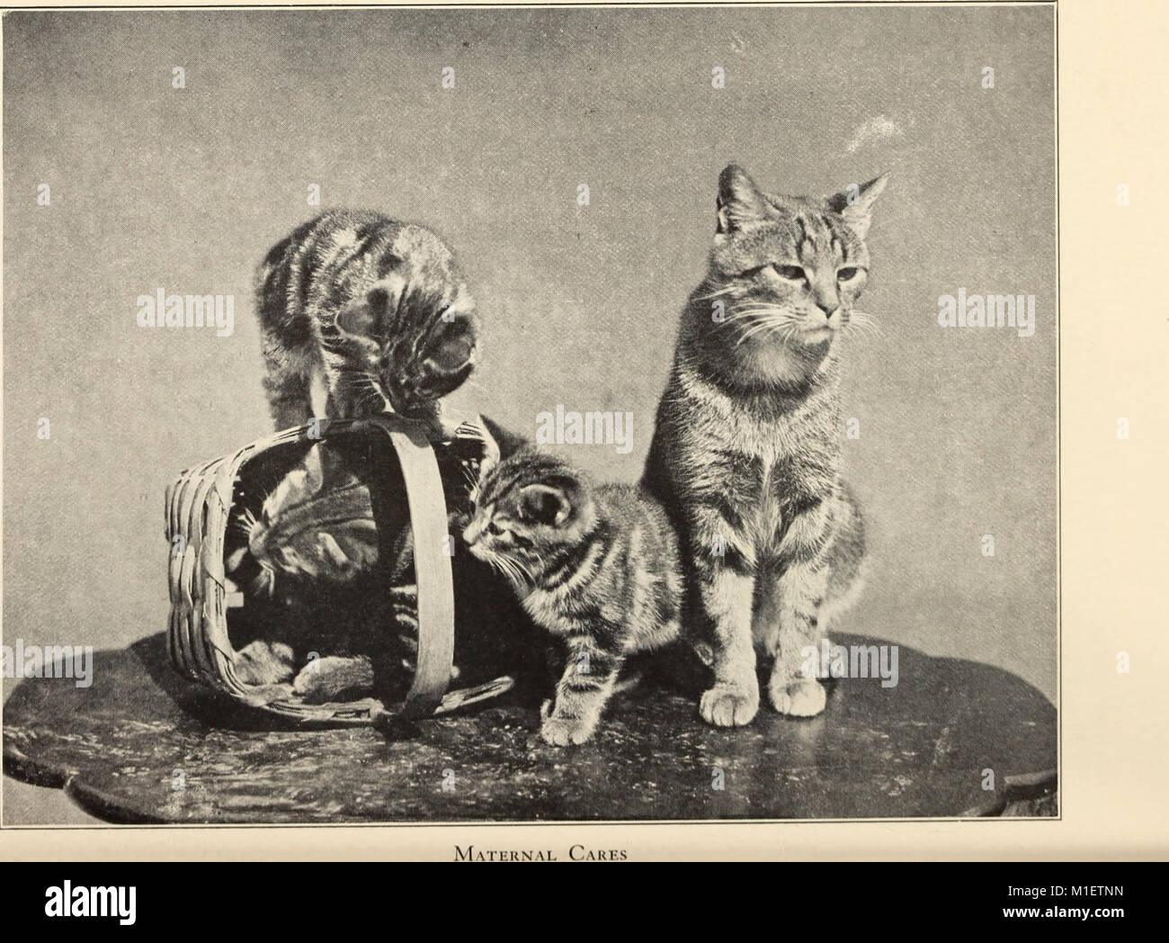 'Alexander and Some Other Cats' (1929) is a whimsical tale exploring ...