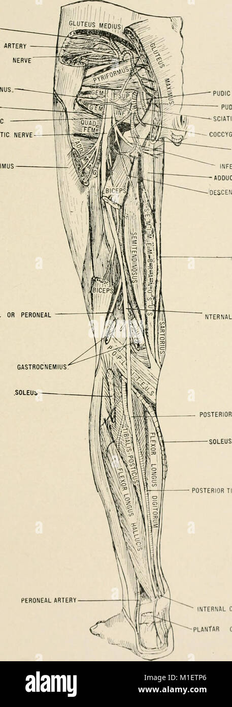 'Anatomy in a Nutshell' (1905) provides a concise overview of human ...