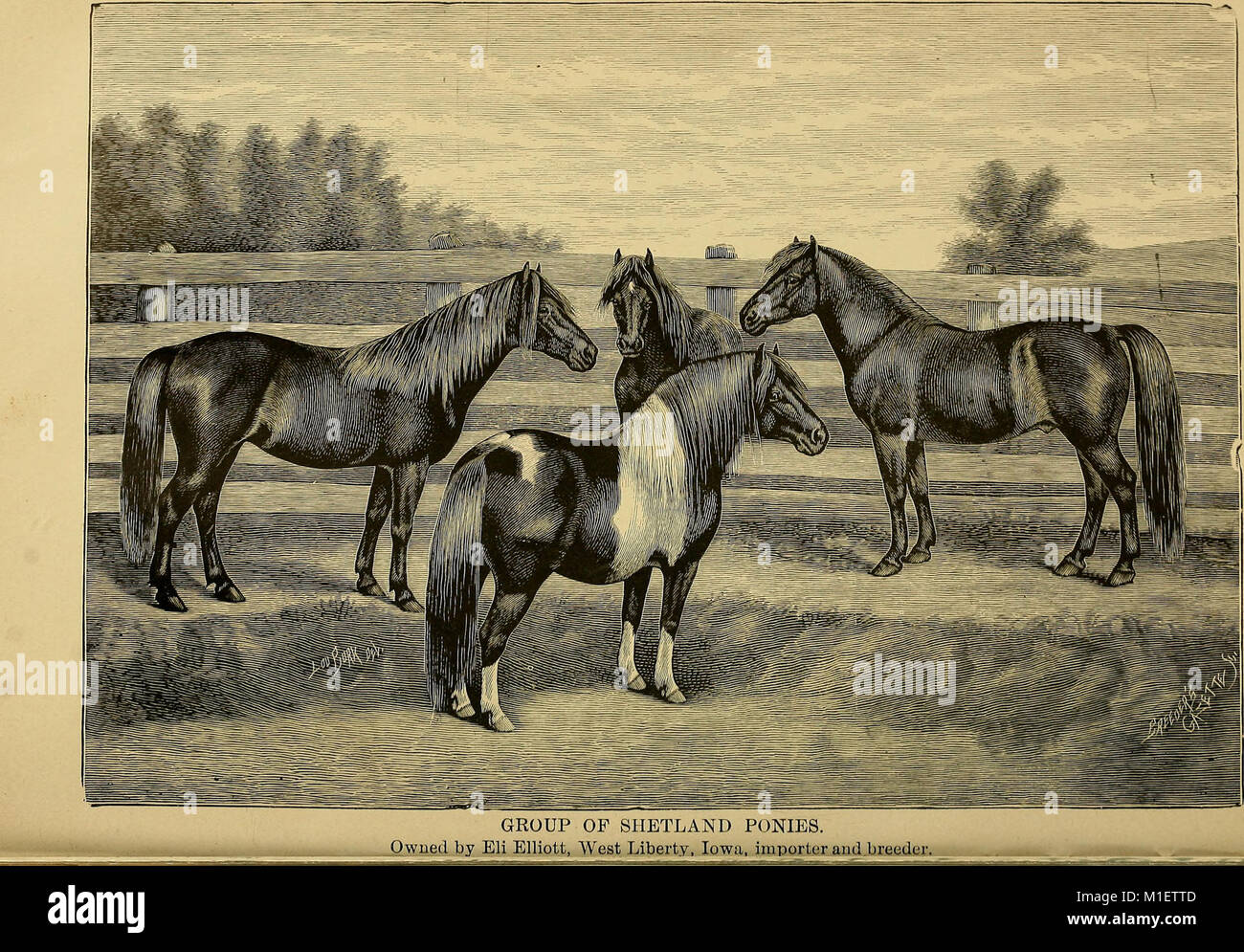 This 1895 work discusses the history of horse breeding in America ...
