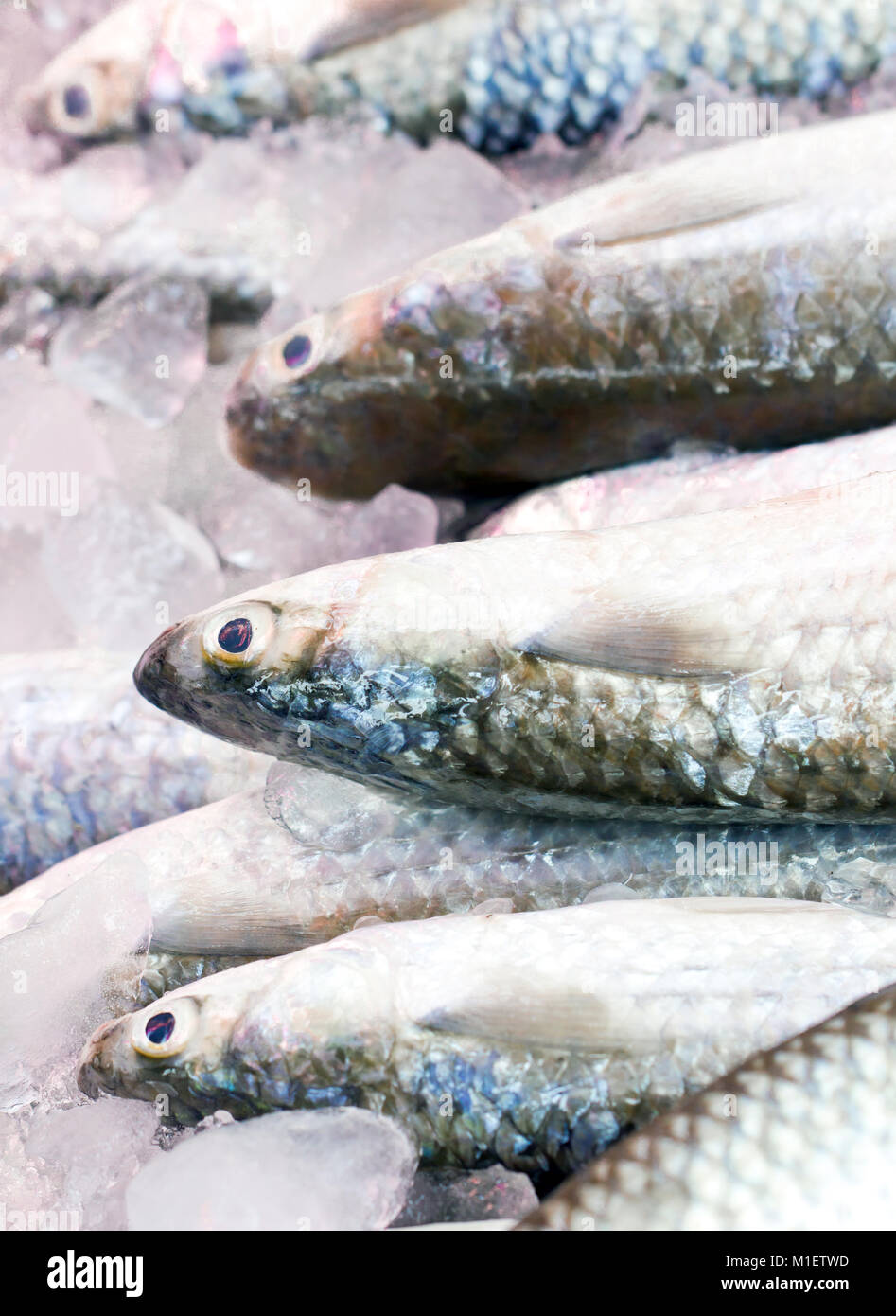 Mullet species hi-res stock photography and images - Alamy