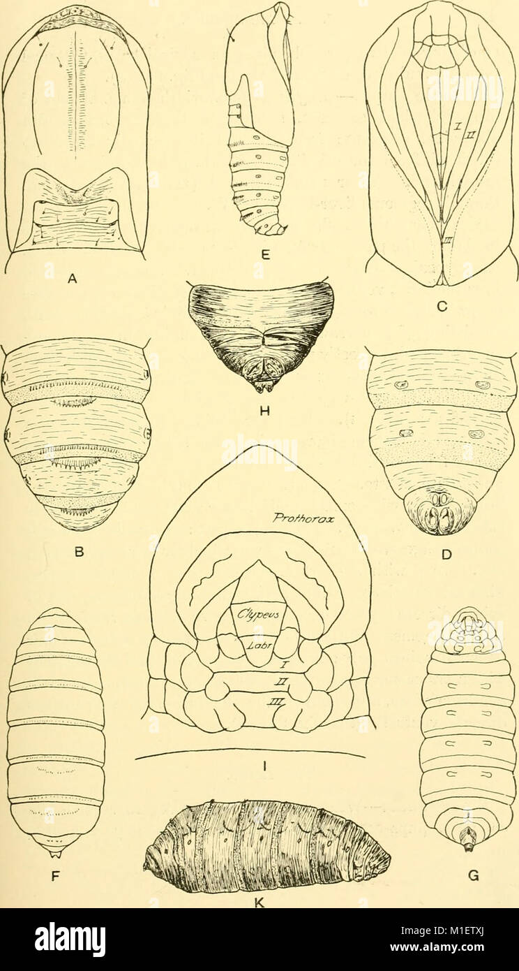African invertebrates - a journal of biodiversity research (1919-1924 ...
