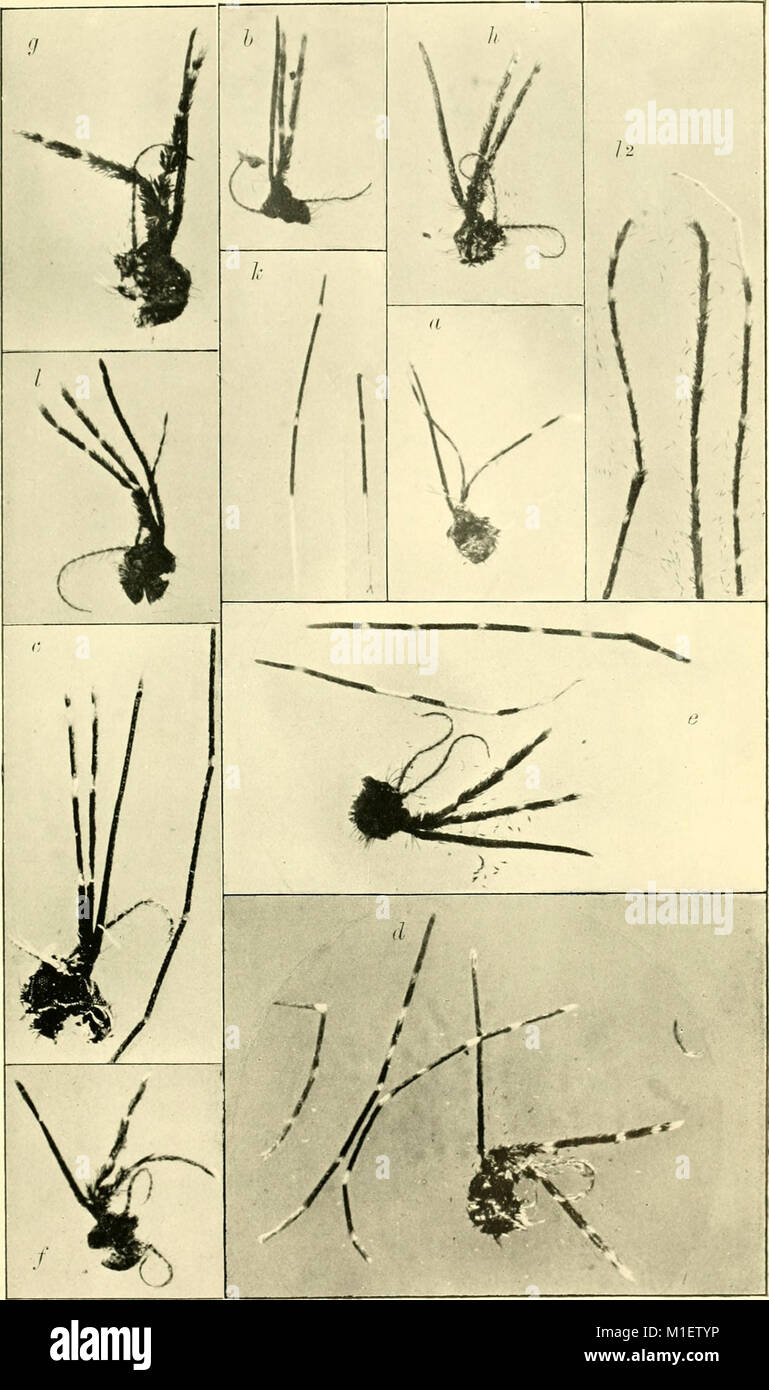 African invertebrates - a journal of biodiversity research (1906-1908 ...