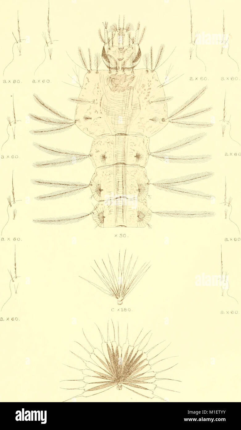 African invertebrates - a journal of biodiversity research (1906-1908 ...