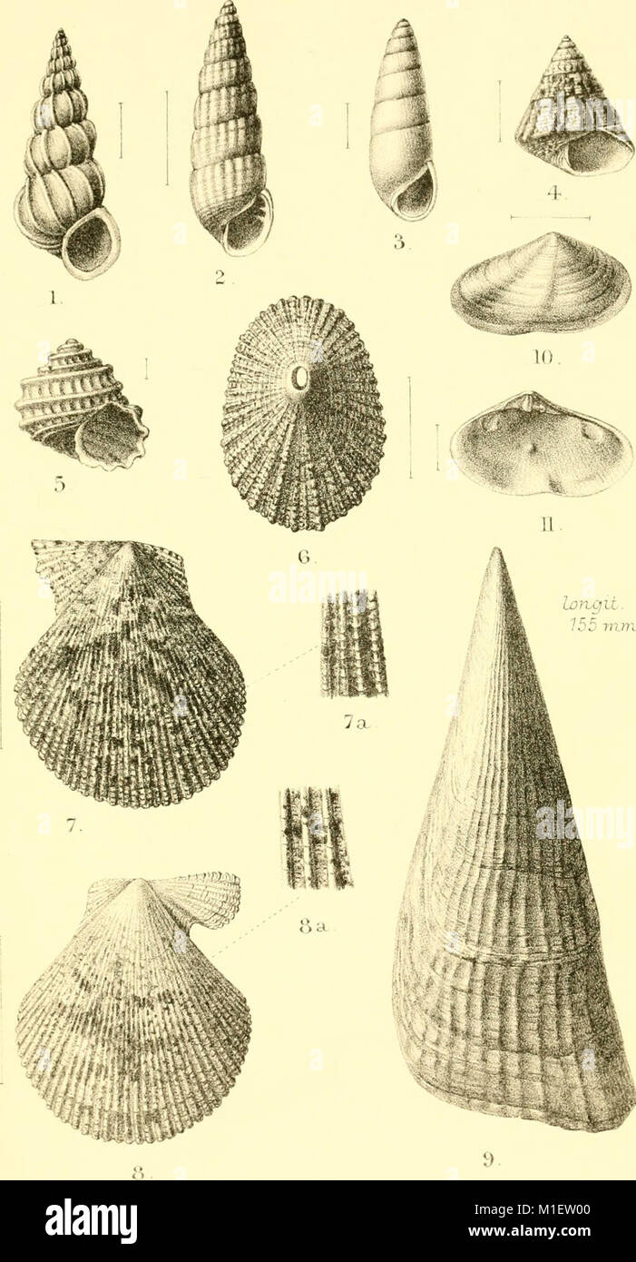 African invertebrates - a journal of biodiversity research (1906-1908 ...