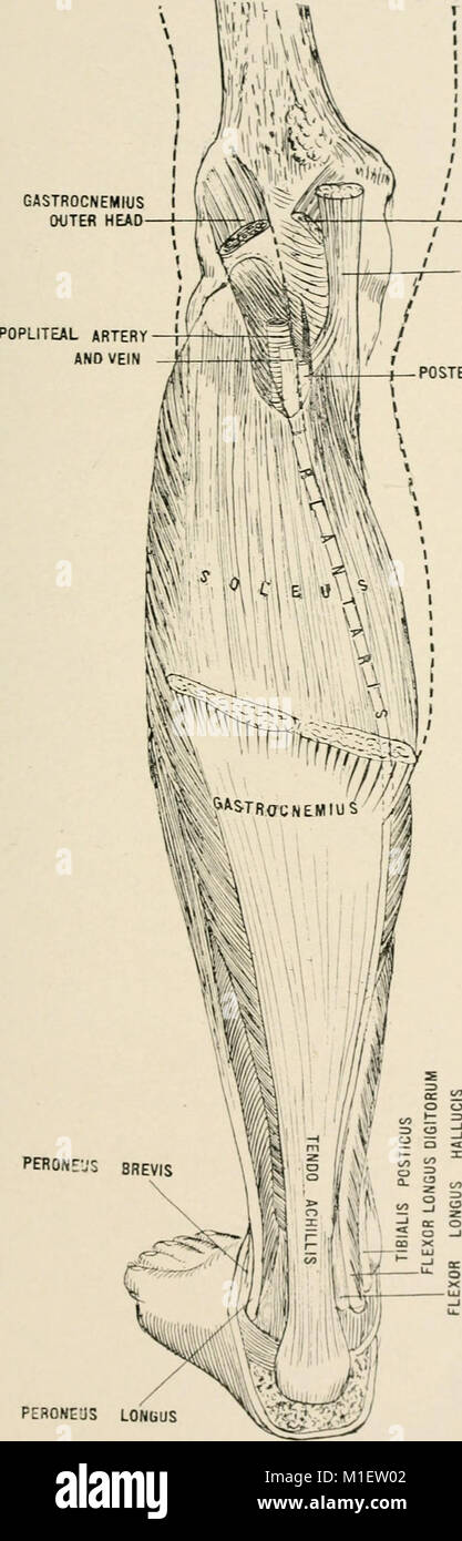 'Anatomy in a Nutshell' (1905) is a concise overview of human anatomy ...