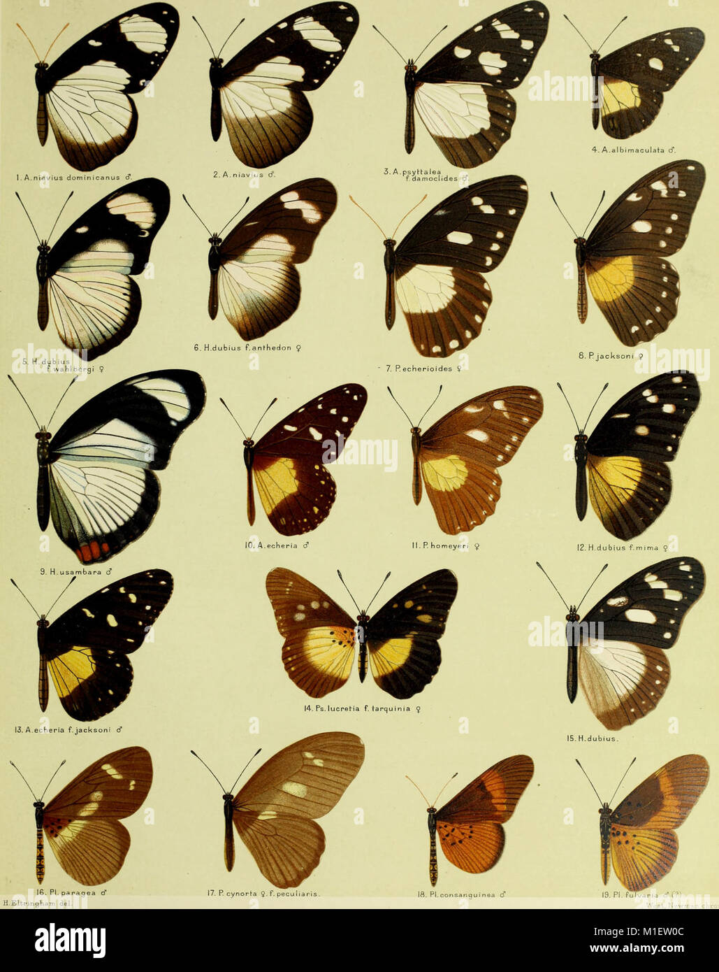 This work describes and illustrates African mimetic butterflies ...