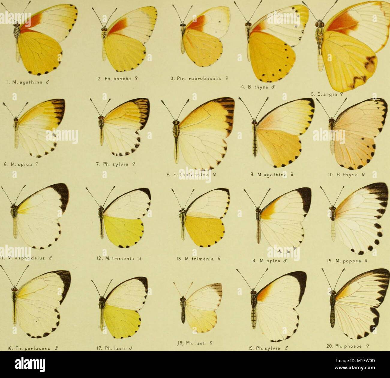 This work provides descriptions and illustrations of mimetic ...