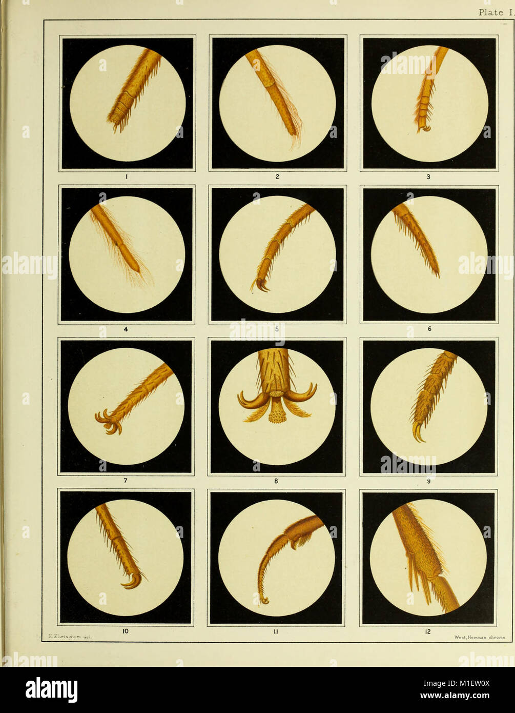 This work provides detailed descriptions and illustrations of African ...