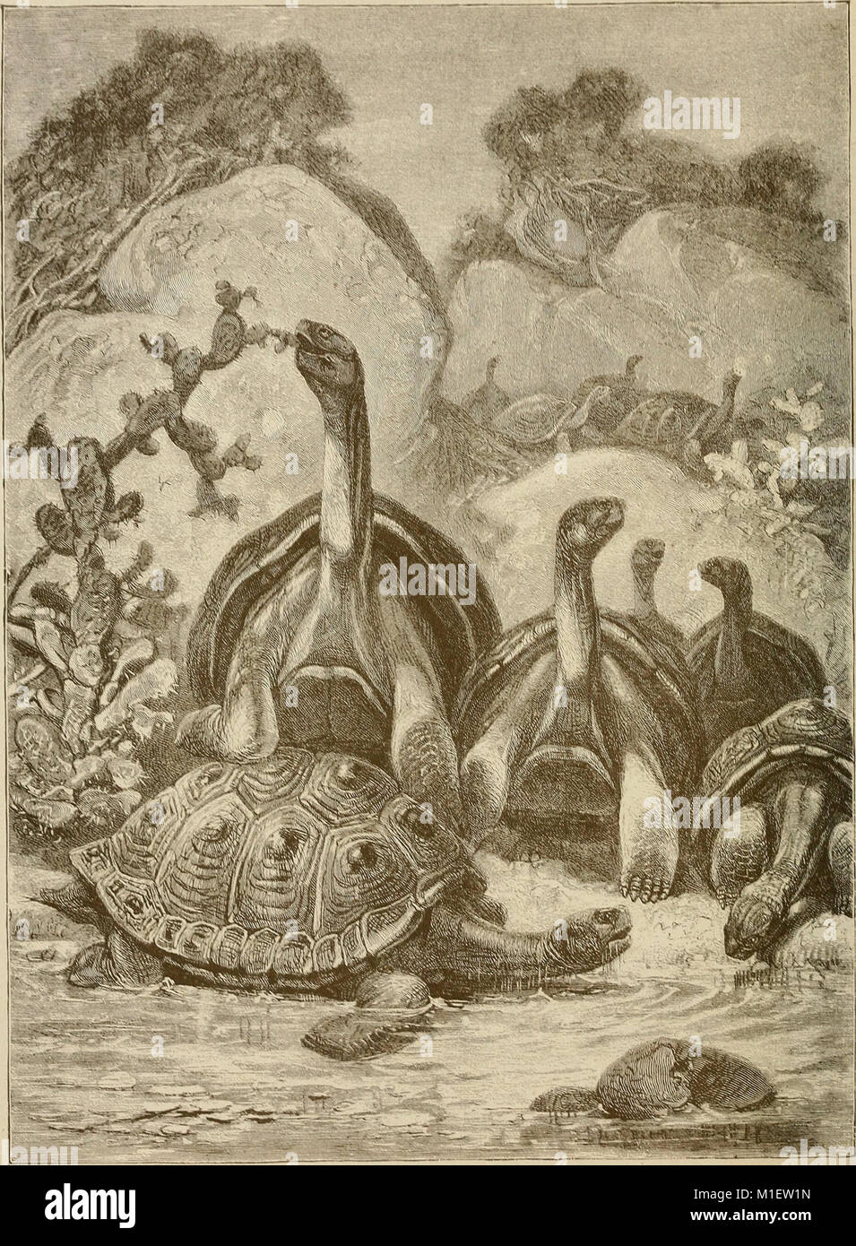 Adventure-travel-exploration (1909) (17318865143 Stock Photo - Alamy