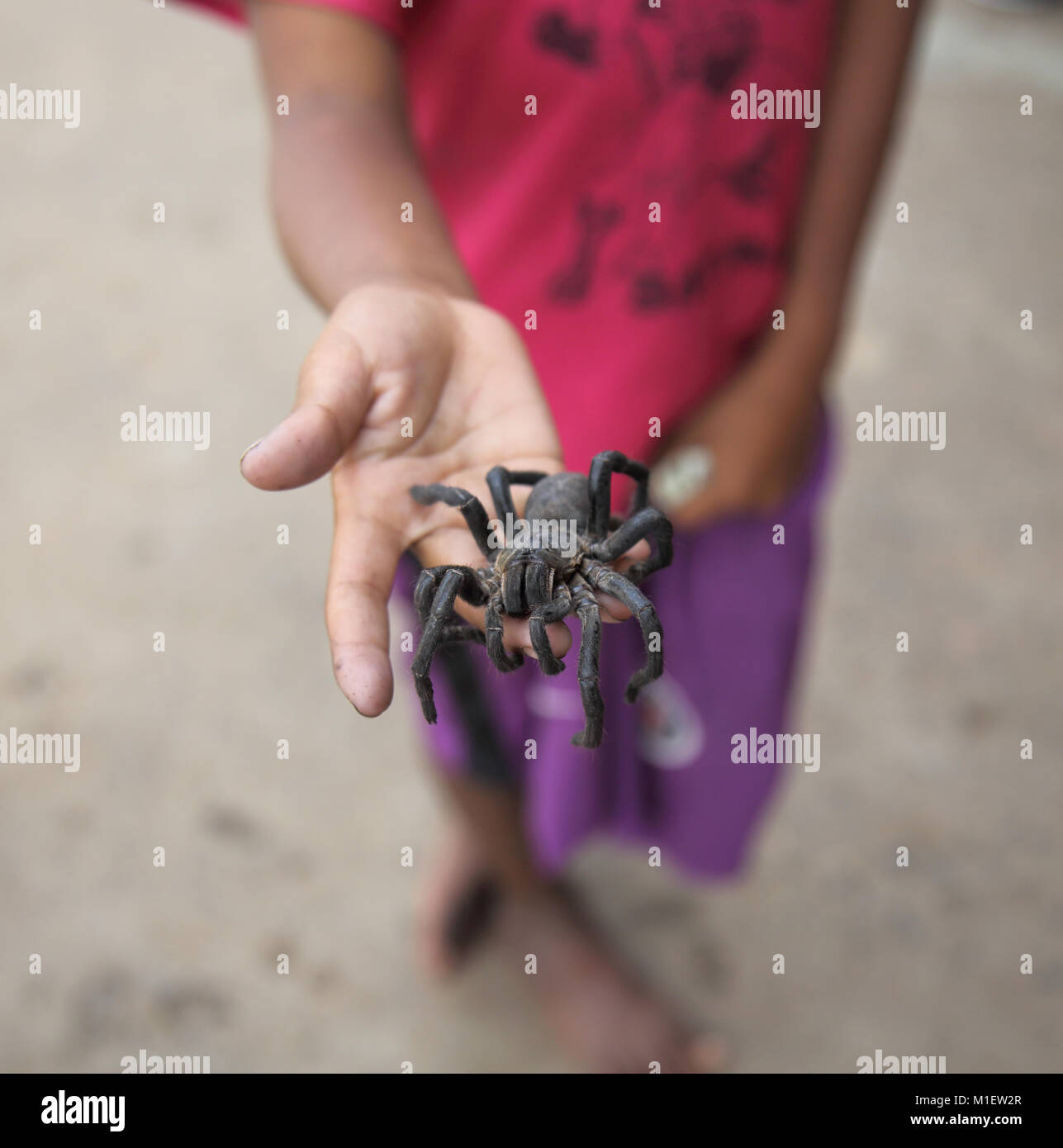 young boy showing his tarantula in the small town of skuon or spider ...