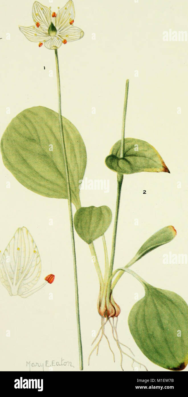 Addisonia - colored illustrations and popular descriptions of plants ...