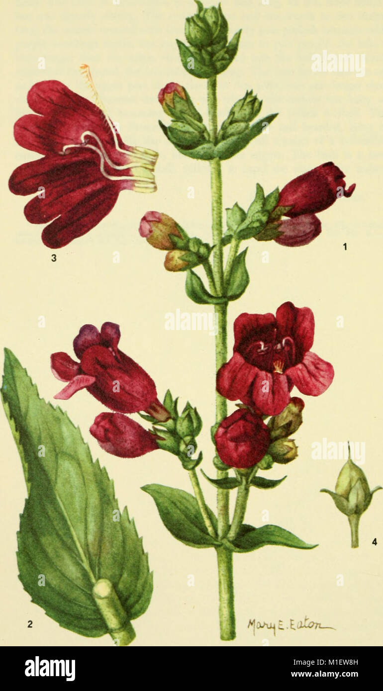 Addisonia - colored illustrations and popular descriptions of plants ...