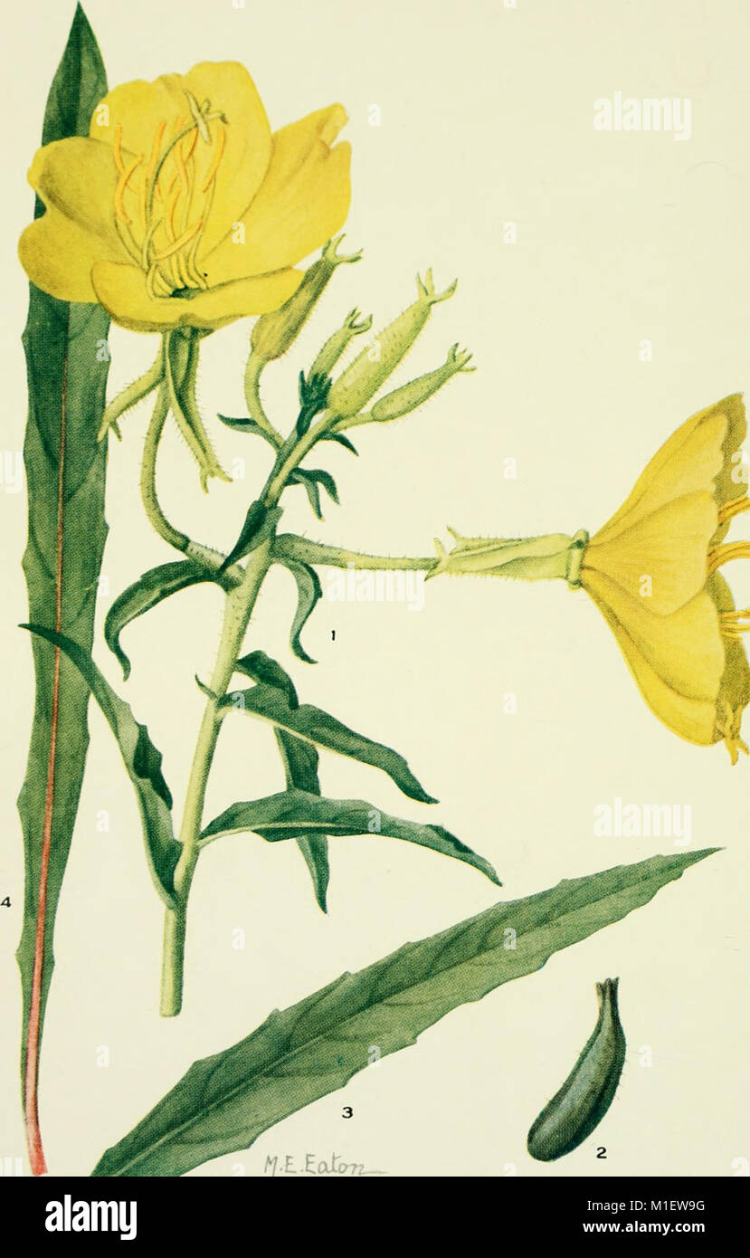 Addisonia - colored illustrations and popular descriptions of plants ...